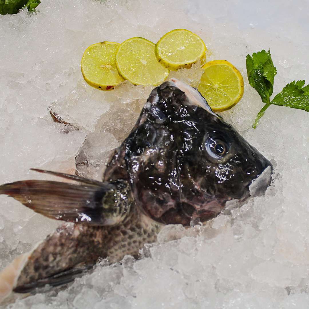 Kepala Ikan - Regal Springs Indonesia