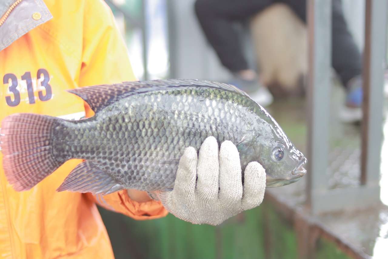 The Tilapia Fish: Characteristics, Cultivation, Meat, and Nutritional ...