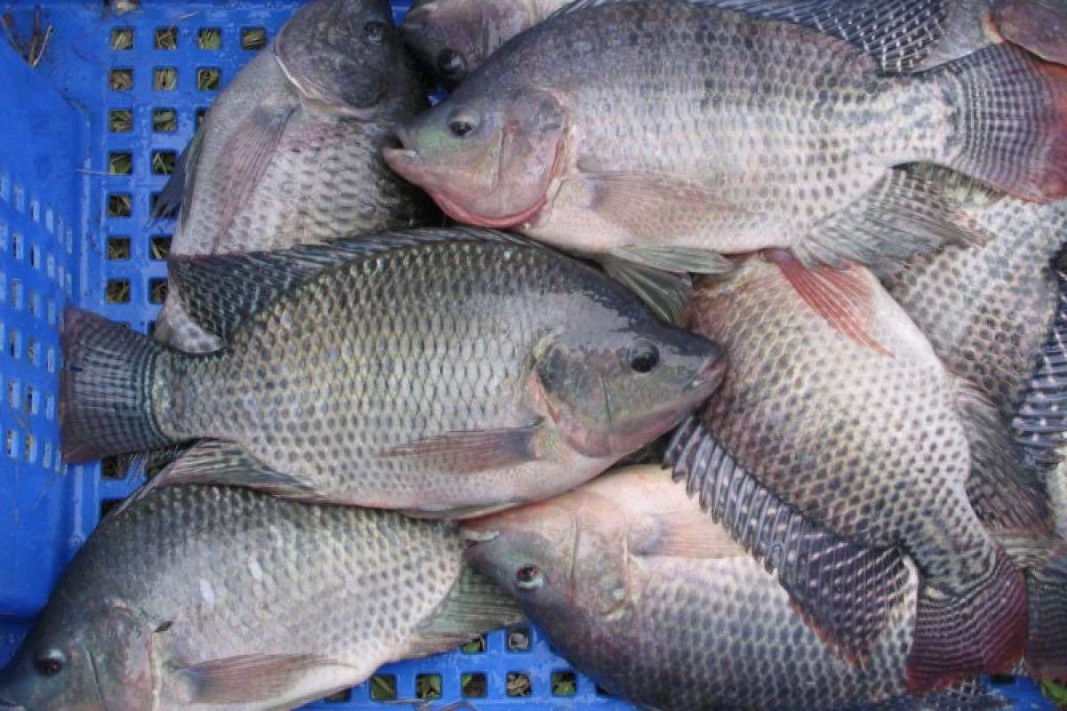 Mengenal 7 Jenis Ikan Nila atau Tilapia Unggul di Indonesia - Regal ...