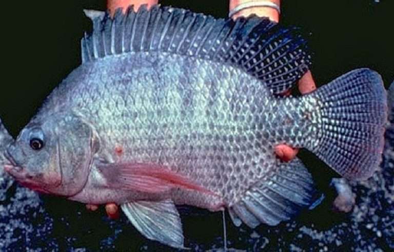 Exploring 7 Superior Types of Tilapia Fish in Indonesia - Regal Springs ...